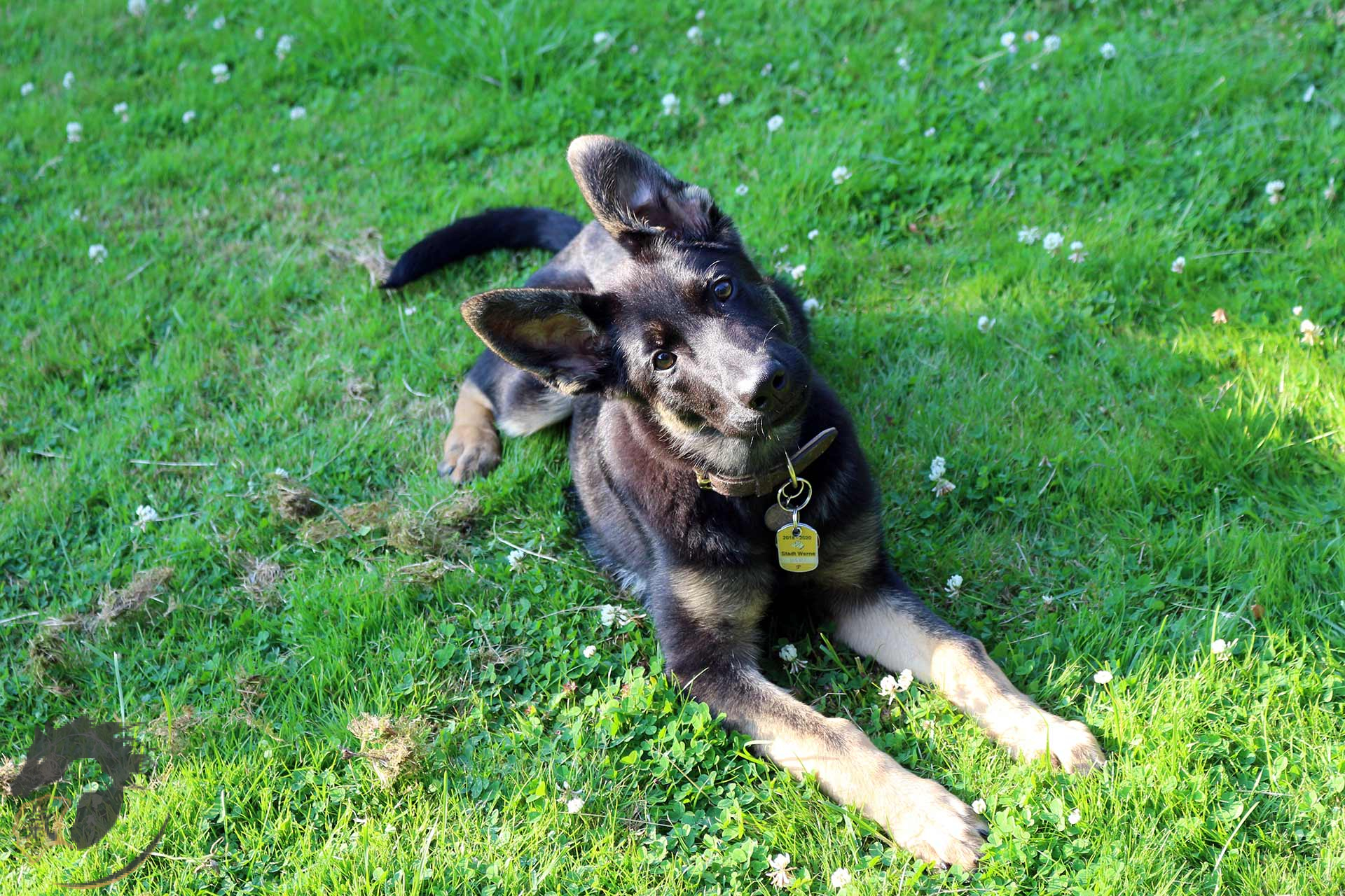Nele Eickhoff - Zertifizierte Akupunk­teurin für Pferd und Hund aus Werne